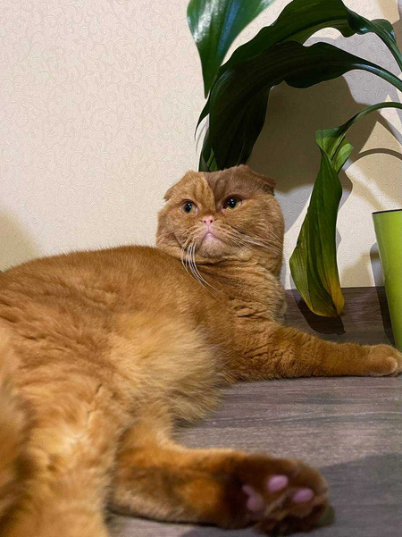 Вязка  скотиш фолд . Шикарный красавец.