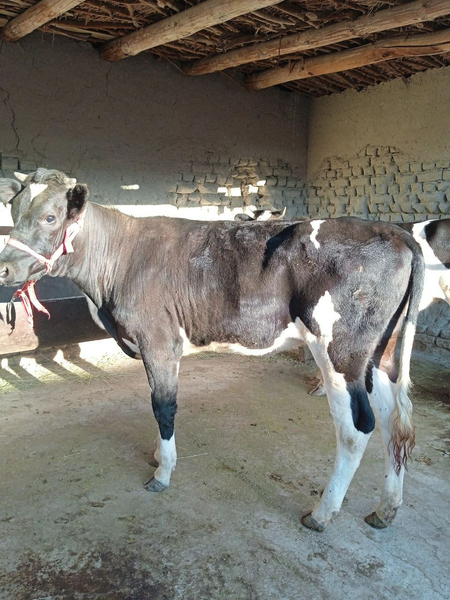 Paroda gunajinlar sotiladi