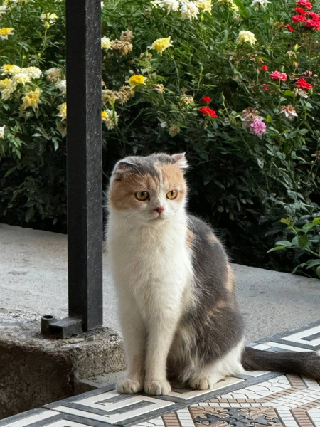 Продаются котята