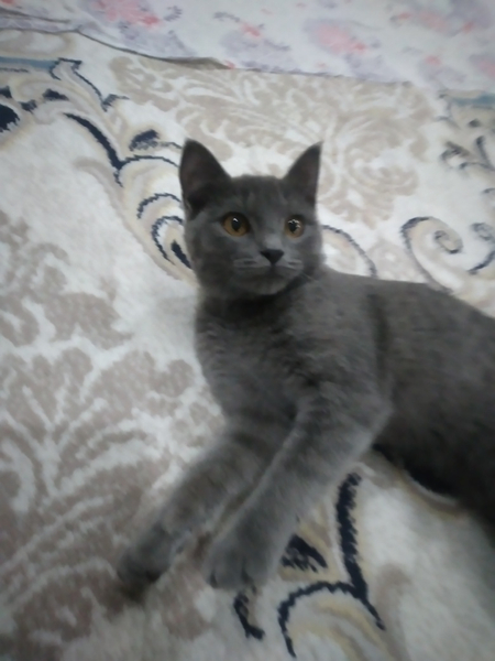 MUSHUK SOTILADI Blue Britanskiy Shorthair