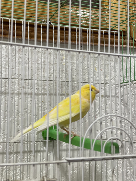 Kanreka sotilad 3 yosh