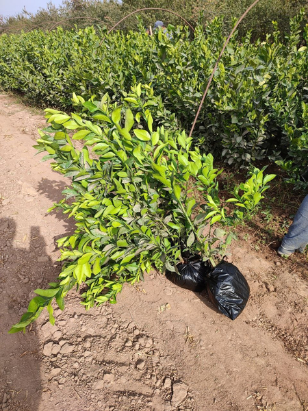 Lemon koʻchatlar