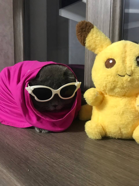 Породистая кошка продается