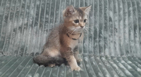 Скоттиш страйт котята