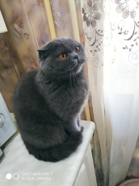 Продаются котята скоттиш-фод и скоттиш -страйт.