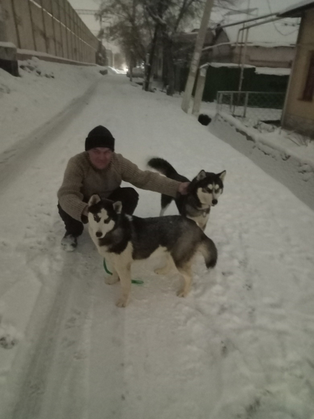 Продаются Хаски.