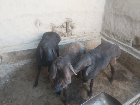 Quchqorlar sotiladi