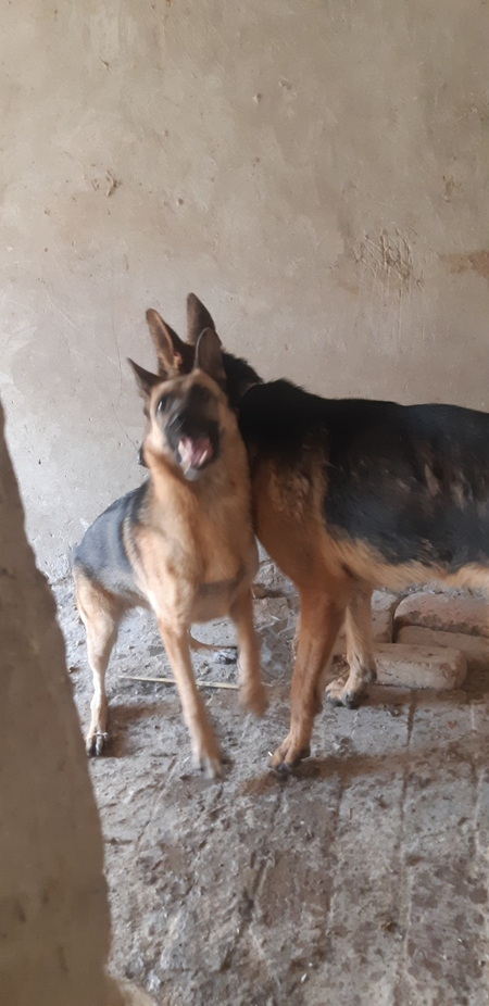 Avcharka itla sotiladi,pasporti bor,sog'lom