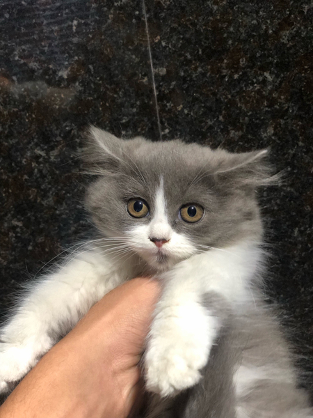 скоттиш страйт