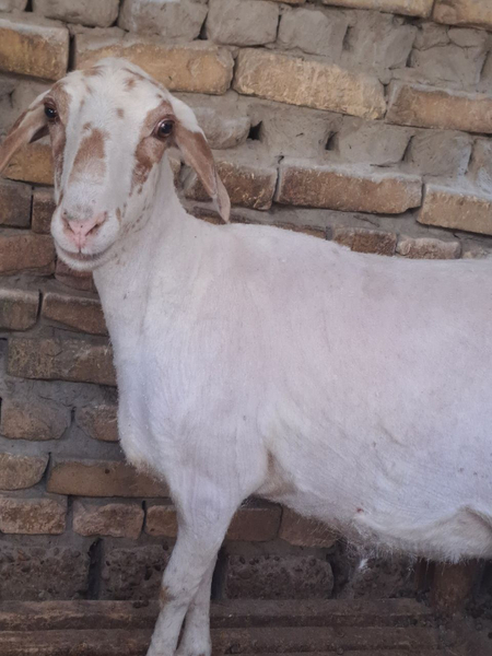 Qõchqorlar va qõylar sotiladi