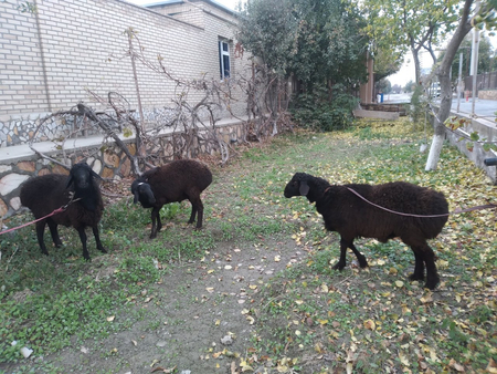 Qazoq tagallar sotiladi