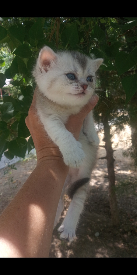 Продается котёнок