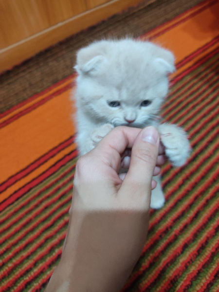 Котята Скоттиш фолд - Scottish Fold