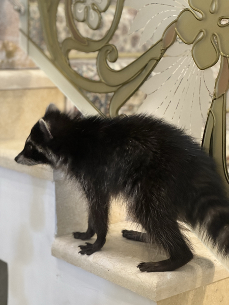 Продается енот 4 месячный Raccon