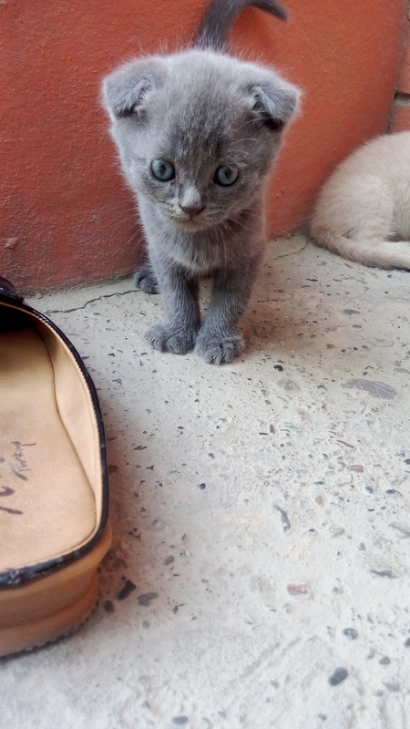 Scottish fold skottish strayt