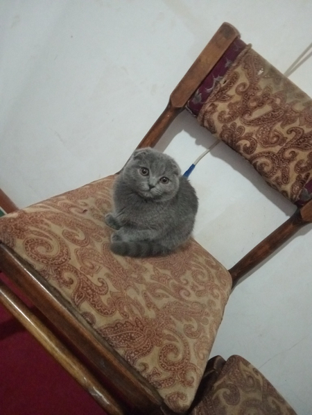 Скоттиш фолд прадаються