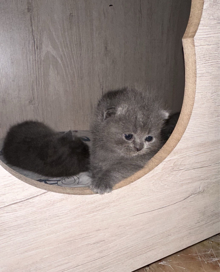 Котёнок, зотдор мушукчалар