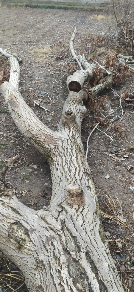 Yonğoq daraht sotiladi