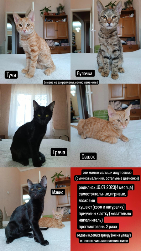 милые котята ищут дом