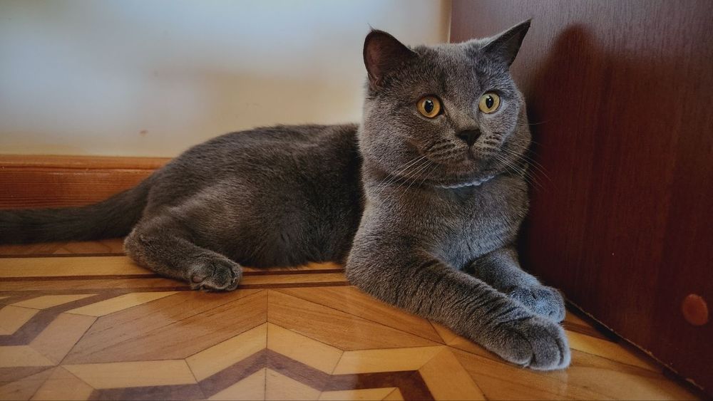 Кот шотландский стрейт