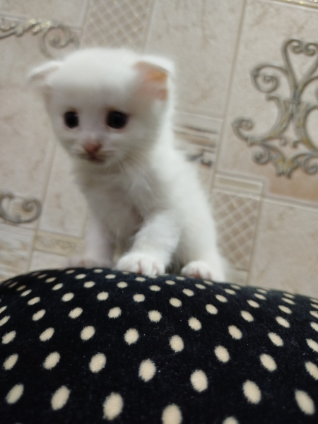Zotdor mushuk tozza