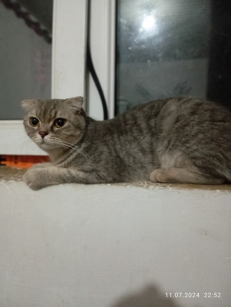 Скоттиш фолд Продается