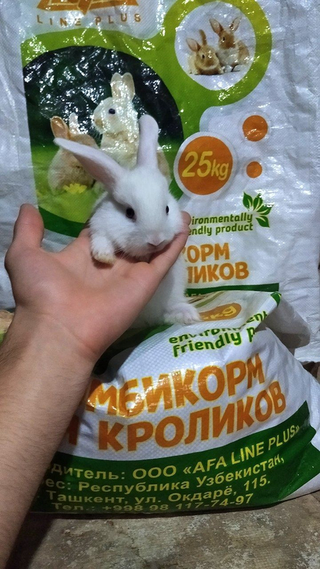 Mini Dekoratavniy quyoncha sotiladi. Кролик мини декоративный