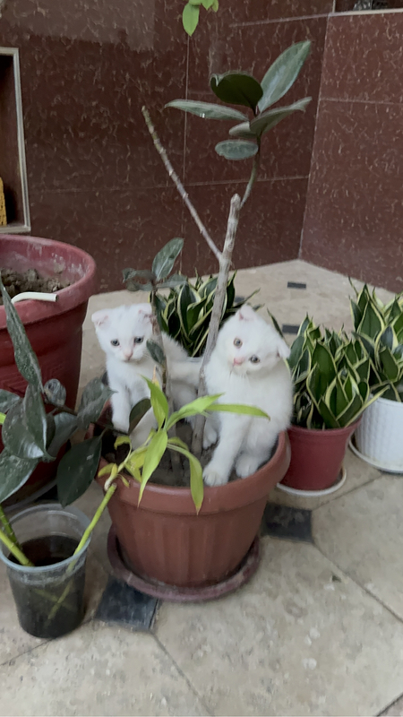 Scottish fold mushukchalarini sotamiz