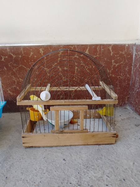 Продам канарейки