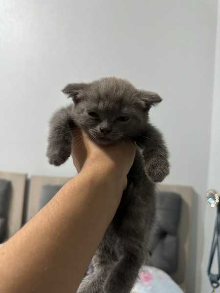 продажа котят
