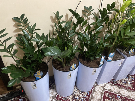 Замиокулькас Занзибар в пластиковых горшках