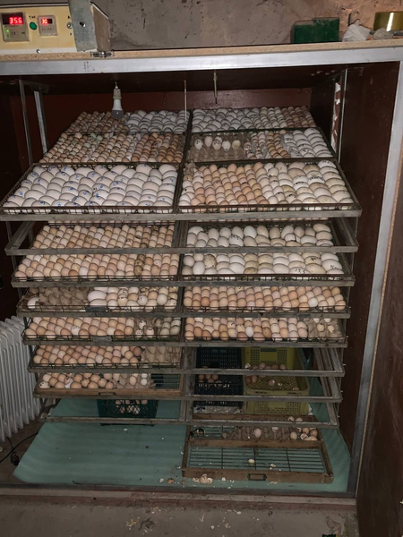 Inkubator xizmati xar xil tuxumlardan jo'ja ochirib beramiz