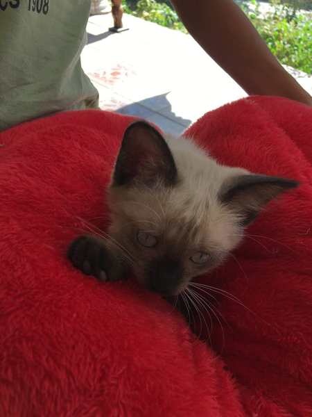 Сиамский котик 2 месяца чистый сиамский
