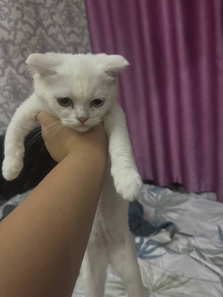 Tel qsela yana kelwams