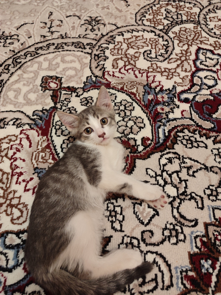 Количество котят 2