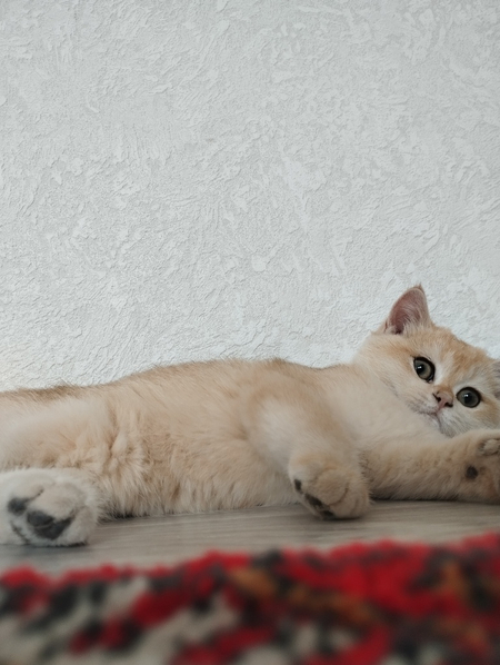 Золотая шиншилла