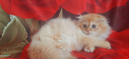 Золотой скоттиш фолд