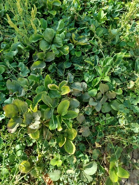 Qulupnay koʻchat