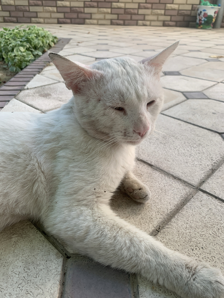 mushuk sotiladi o’g’il bola