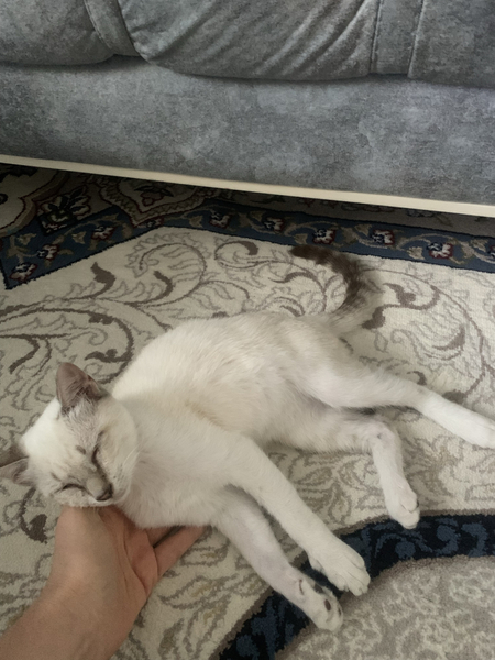 Сиамская кошка