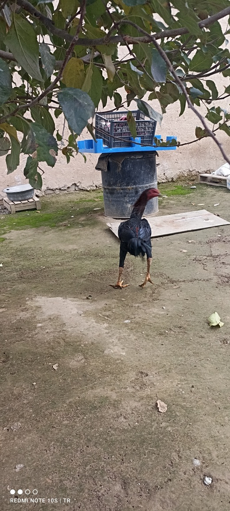 Fevral oyida ochib chiqan xo‘rozla sotiladi