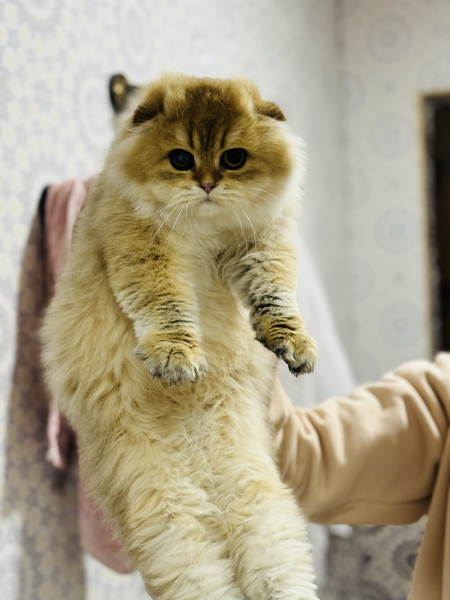 Шотландский фолд