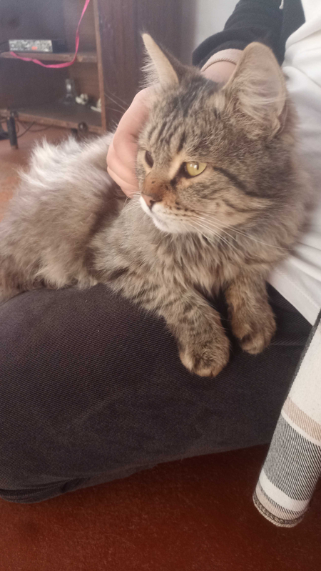 Продается кот мальчик