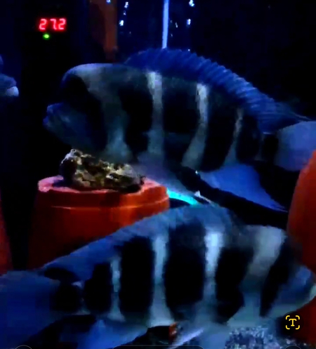 Продам мальков Cyphotilapia Frontoza Nort blue.
