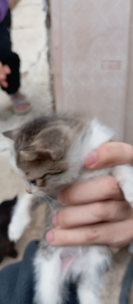Продам или просто подарю котиков