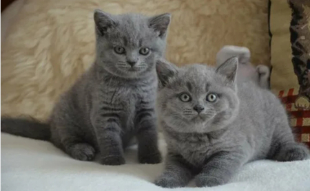 Шотландские котята скоттишстрайт