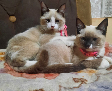 Сиамские кошки