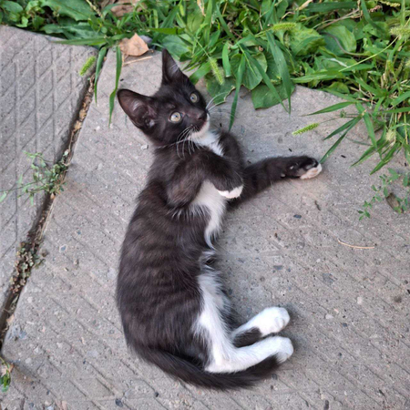 Отдам котят в хорошие руки