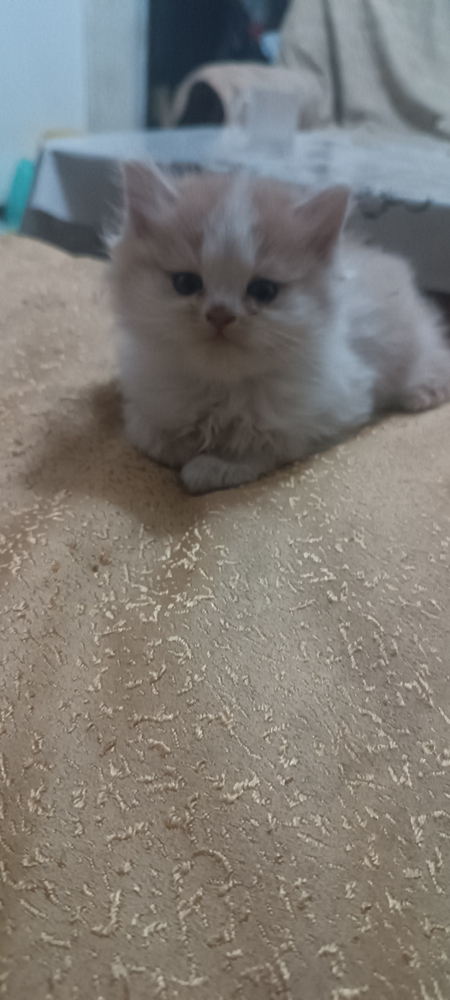 Продаются котята скотиш страйт