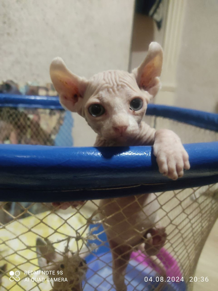 Продаются котята сфинксы